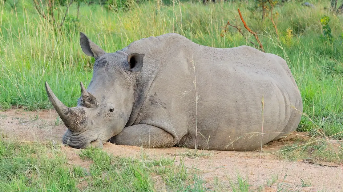 Podvig u Velikoj Britaniji: Nosorog podvrgnut revolucionarnoj operaciji u lečenju slomljene noge
